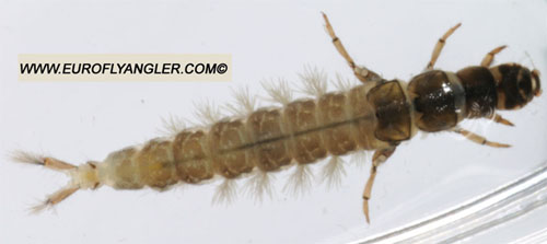 European Fly Angler - hydropsyche angustipennis
