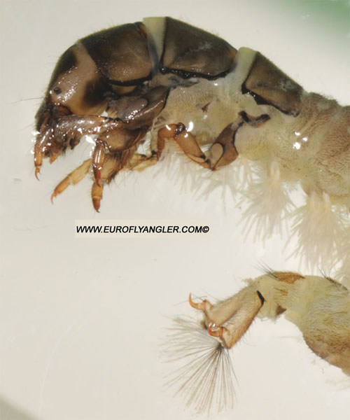 European Fly Angler - hydropsyche angustipennis