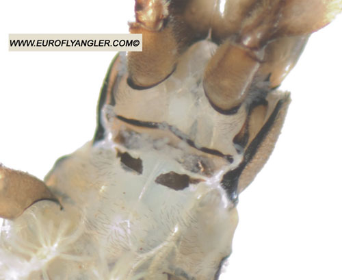European Fly Angler - hydropsyche angustipennis