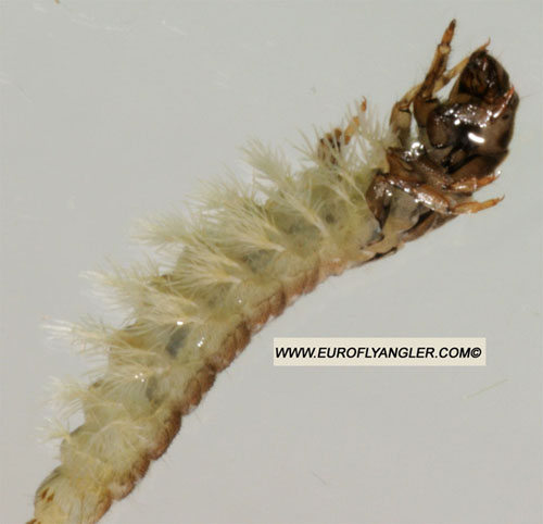 European Fly Angler - hydropsyche angustipennis