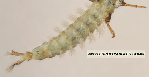 European Fly Angler - hydropsyche angustipennis