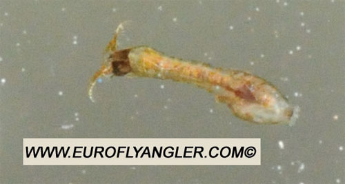 European Fly Angler - simulium sp