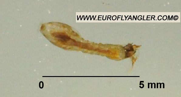 European Fly Angler - simulium sp